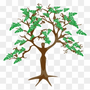 Moringa Tree - Tree And Its Products - Free Transparent PNG Clipart ...