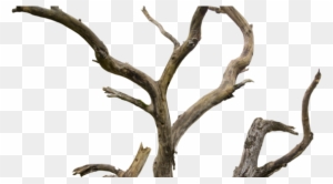 Dried Tree .png - Free Transparent PNG Clipart Images Download