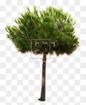 Tall Green Juniper - Pine Tree Round Png - Free Transparent PNG Clipart ...