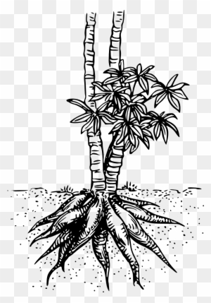 Cassava Root Plant Food Png Image - Cassava Clipart - Free Transparent ...