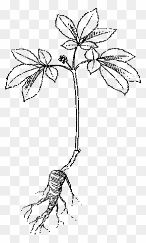 Plant With Roots Drawing