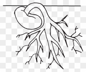 Tree Life Cycle Coloring Page