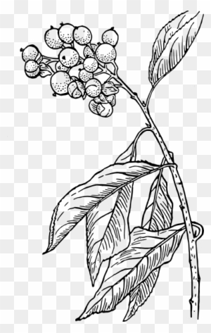 Io Poisonous Berry - Mope Io Berry - Free Transparent PNG Clipart ...