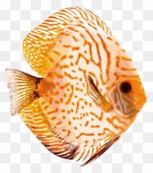 Discus Throw - Discus Throw - Free Transparent PNG Clipart Images Download