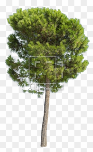 Cutout People, Trees - Tall Tree - Free Transparent PNG Clipart Images ...