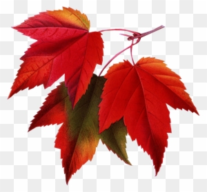 Autumn Leaves - Maple Shade Mansion Brockway - Free Transparent PNG ...