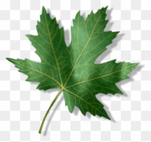 1st Place - - Maple Leaf - Free Transparent PNG Clipart Images Download