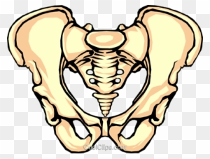 Pelvis Bone Royalty Free Vector Clip Art Illustration - Bone In Your ...