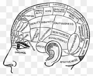 Ap Psychology Brain Diagram