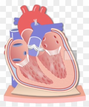 Coronal Section Of The Pericardium Animation Slide - Pericardial Cavity ...