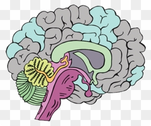 Free Colorful Brain Clip Art - Brain Stem Clip Art - Free Transparent ...