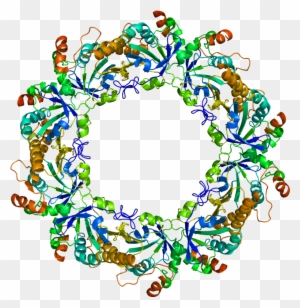 Human Peroxiredoxin 3 Structure - Free Transparent PNG Clipart Images ...