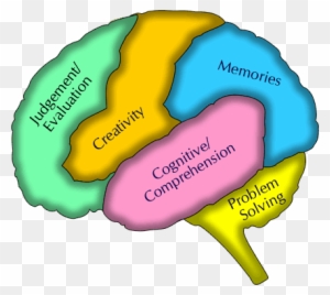 Brain Learning Cognitive Training Mind - Brain Image Transparent ...