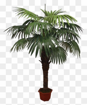Asian Palmyra Palm Babassu Flowerpot Oil Palms Coconut - Desert Palm ...
