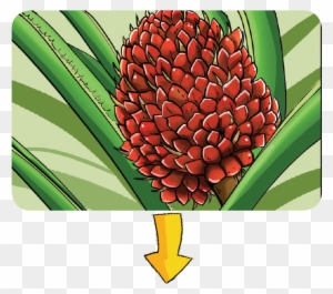 Ffb Palm Fruit Oil Processing Plant Manufacture Extraction - Oil Palm ...