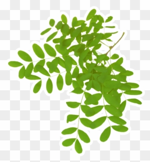 Pin Wattle Clip Art - Golden Wattle No Background - Full Size PNG ...
