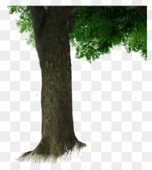 Tree Branch Trunk Clip Art - Bare Tree Clip Art - Free Transparent PNG ...