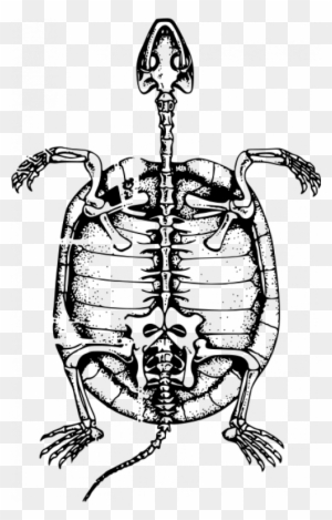 Esqueleto De Tortuga Marina - Snapping Turtle Skeleton Diagram - Free ...