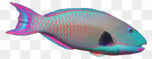 Parrot Fish Clipart - Parrotfish Clipart - Free Transparent PNG Clipart ...