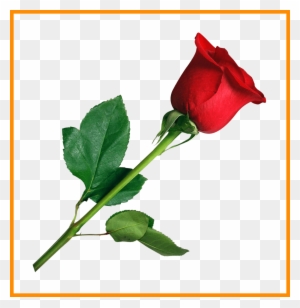 Rose Flower Rose Flower No Background Astonishing Rose - Flower Rose ...