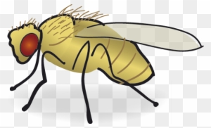 Drawing Insect Fruit Fly - Drawing Insect Fruit Fly - Free Transparent ...