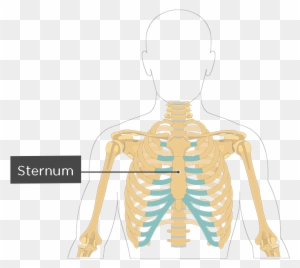 Sternum Transparent - Free Transparent PNG Clipart Images Download
