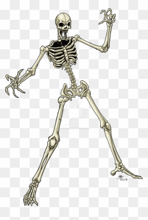 Lean Skeleton - Human Skeleton Outline - Free Transparent PNG Clipart ...