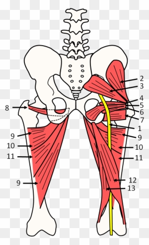 Sciatic Nerve - Free Transparent PNG Clipart Images Download