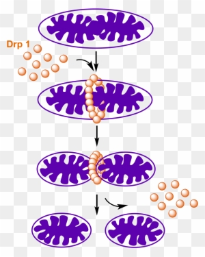 Drp - Drp Group - Free Transparent PNG Clipart Images Download