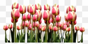 Spring Tulip Vector - Easter Flowers Clipart - Free Transparent PNG ...