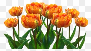 Orange Spring Flower Clip Art At Clker - Spring Flowers Png Clipart ...