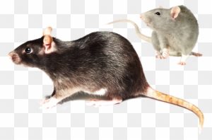Rodent Control Mice & Rat Exterminator In Las Vegas - Mouse - Free ...
