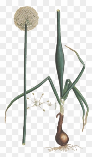 Zwiebel Allium Cepa Drawing - Drawing - Free Transparent PNG Clipart ...