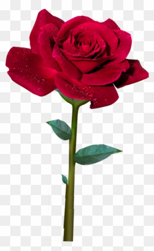 Tige Clipart, Transparent PNG Clipart Images Free Download - ClipartMax