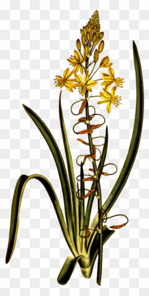 Medium Image - Anthericum - Free Transparent PNG Clipart Images Download