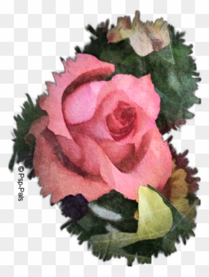 February's - Hybrid Tea Rose - Free Transparent PNG Clipart Images Download