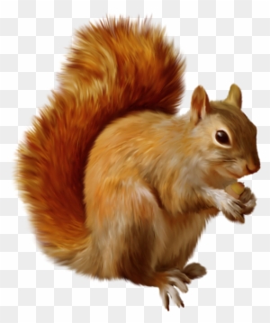 Squirrel With Acorn Clipart, Transparent PNG Clipart Images Free ...