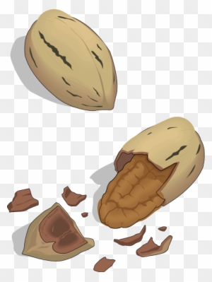 Pecan Clipart - Free Transparent PNG Clipart Images Download