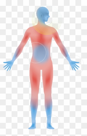 Organ System Human Body Anatomy Tissue - Png Clipart Organs - Free ...