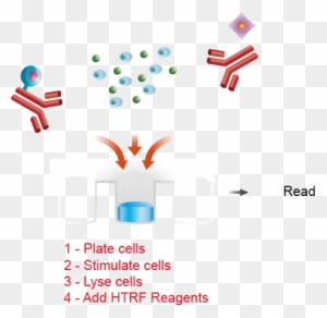A Single Plate - Diagram - Free Transparent PNG Clipart Images Download