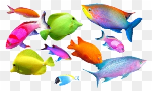 Tropical Fish Clipart, Transparent PNG Clipart Images Free Download ...