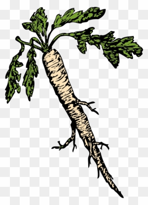 Download - Edible Roots Clipart - Free Transparent PNG Clipart Images ...