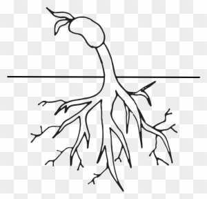 Plant Life Cycle Free Clip Art - Free Transparent PNG Clipart Images ...