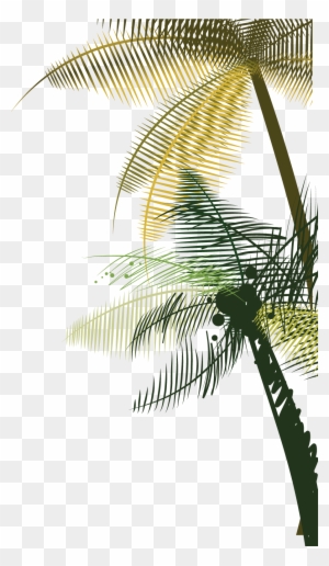 Tropicana Tree Coconut Euclidean Vector - Illustrator Coconut Tree ... Tropicana Tree Coconut Euclidean Vector - Illustrator Coconut Tree ...