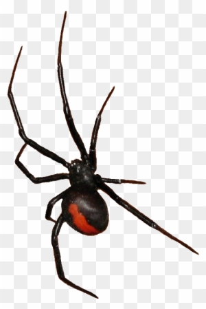 Redback Spider Clipart - Red Back Spider Drawing - Free Transparent PNG ...
