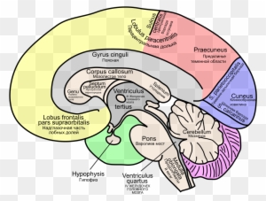 Cartoon Picture Of A Brain 19, Buy Clip Art - Corpus Callosum And ...