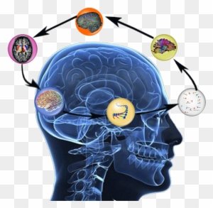 How Does The System Work - Diagram - Free Transparent PNG Clipart ...