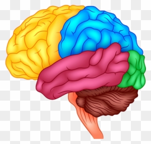 Flex The Brain To Delay Memory Loss - Memory Brain Png - Free ...