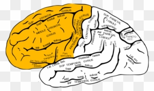 Frontal Lobe - Illustration - Free Transparent PNG Clipart Images Download