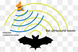 Bat Echolocation Clipart - Bats Emergent Reader - Free Transparent PNG ...